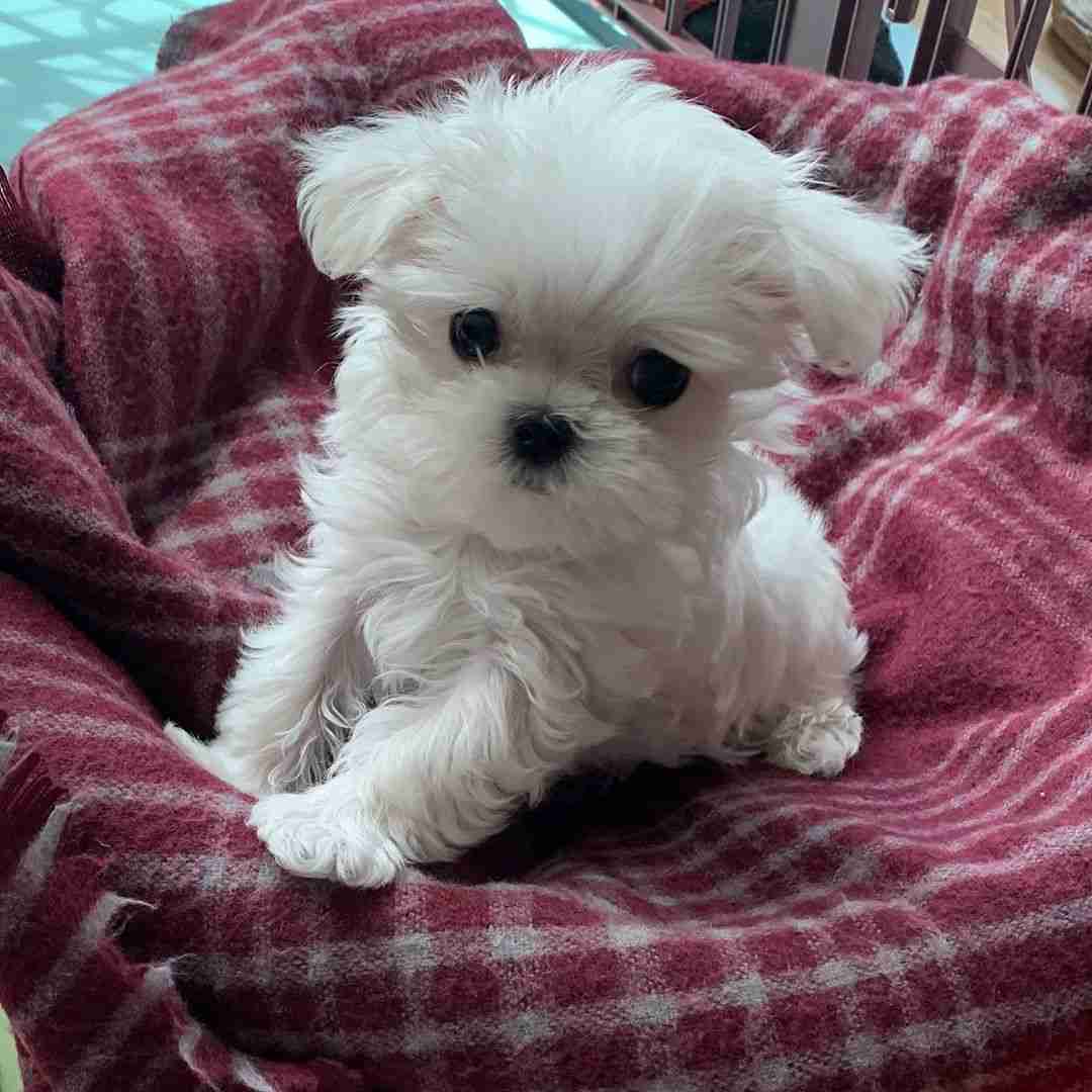 Teacup Maltese Puppies For Sale | What Size Is A Teacup Maltese? | Tiny ...