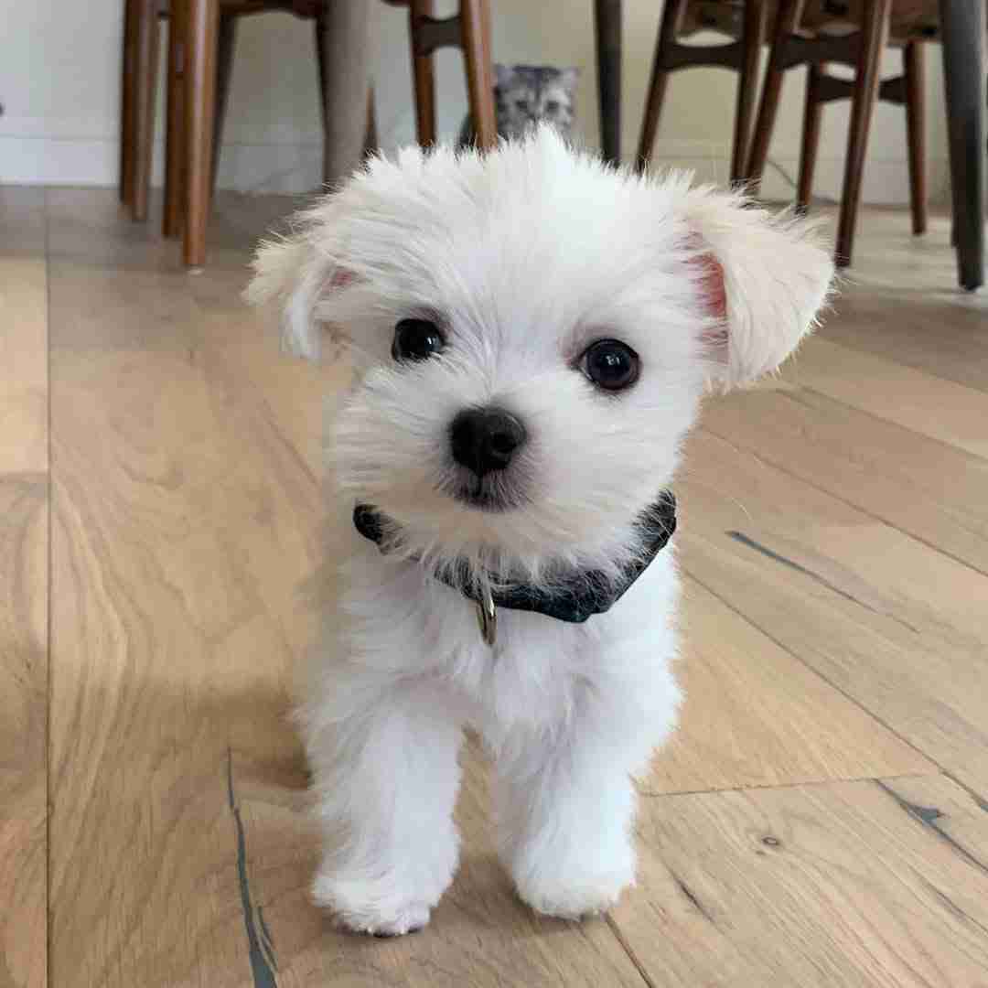 Teacup Maltese Puppies For Sale | What Size Is A Teacup Maltese? | Tiny ...